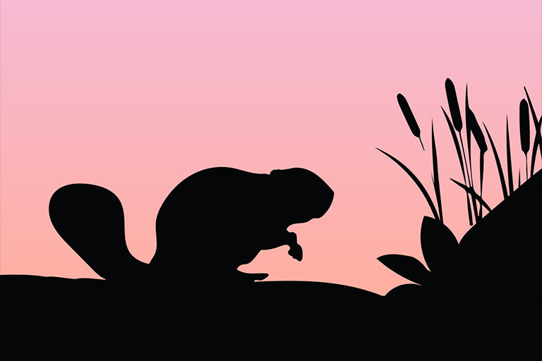 Field Guides – Wild Explorers Club