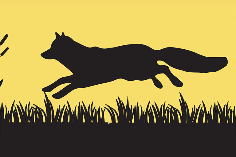 Field Guides – Wild Explorers Club