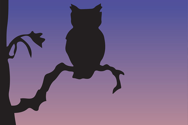 Field Guides – Wild Explorers Club