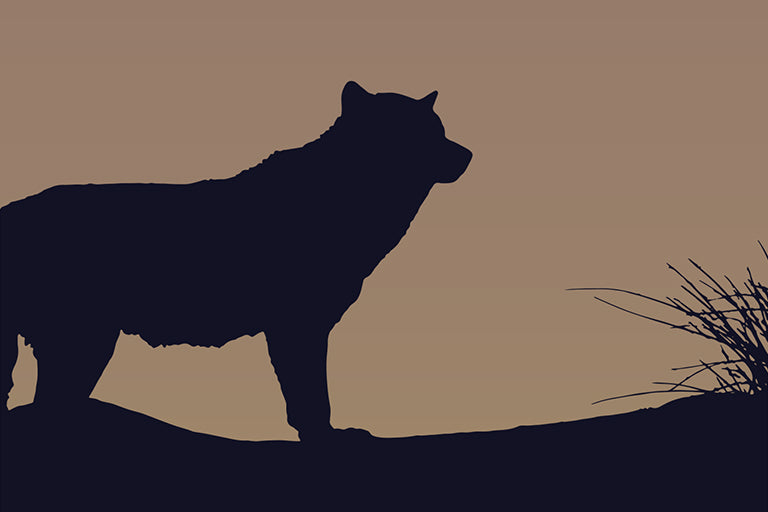 Field Guides – Wild Explorers Club